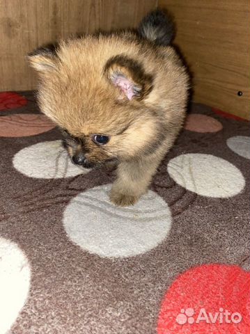 Продаются шпицули