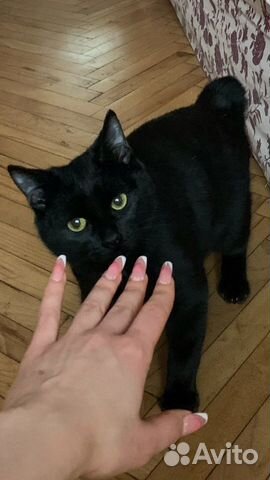 Курильский бобтейл 5 месяцев