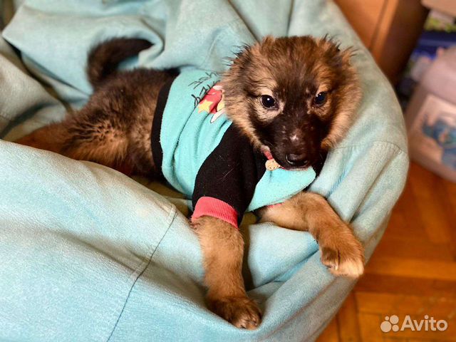 Щеночки - мелкаши в дар