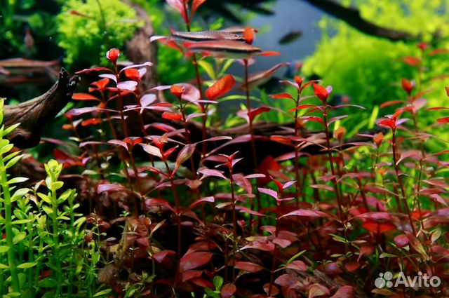 Аквариумные растения.Аквалеон