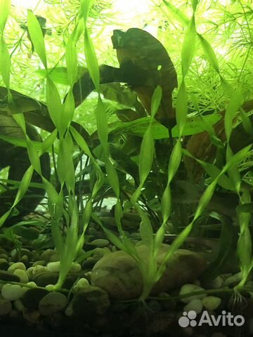 Аквариумные растения