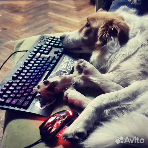 Собака в добрые руки