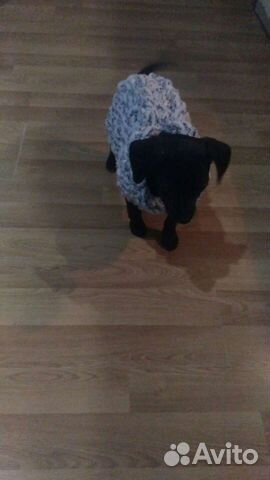 Маленькая собака щенок