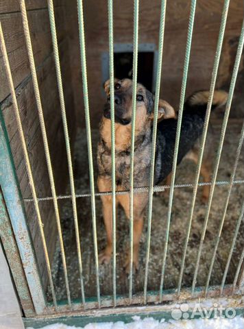 Комета хочет домой. Забери ее из клетки