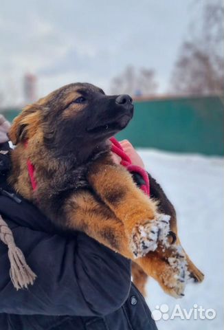 Тея хочет домой Возьми себе лапочку Тею