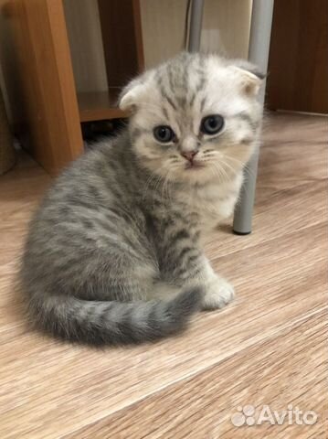 Шотландский котенок
