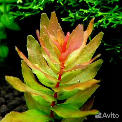 Ротала Макранда Грин (Rotala Macrandra Green) бесп