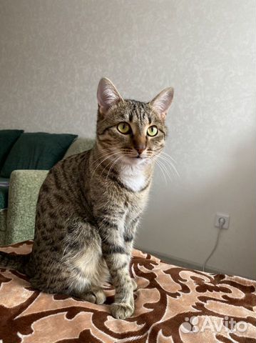 Кот на случку