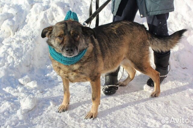 Собака Дунечка в добрые ручки