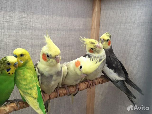 Попугай для обучения разговору - волнистые и корел