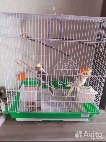 Попугаи корелла