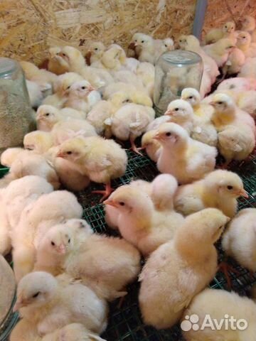 Цыплята бройлеры суточные
