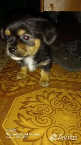 Собаки бесплатно щенки мелких пород)