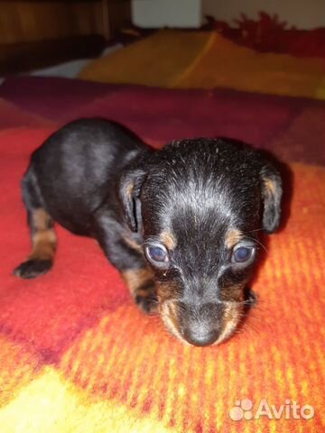 Щенки таксы