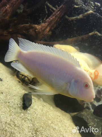 Белый принц