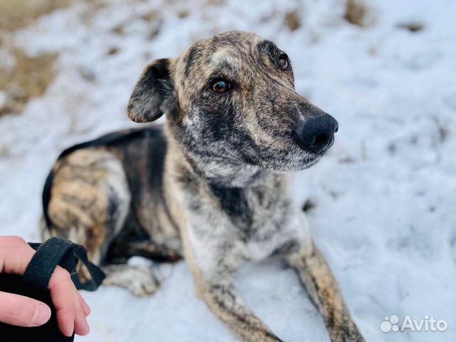 Ласковая собака в добрые руки