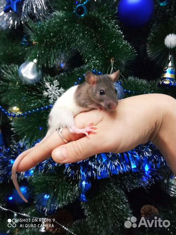 Дом для Крыс