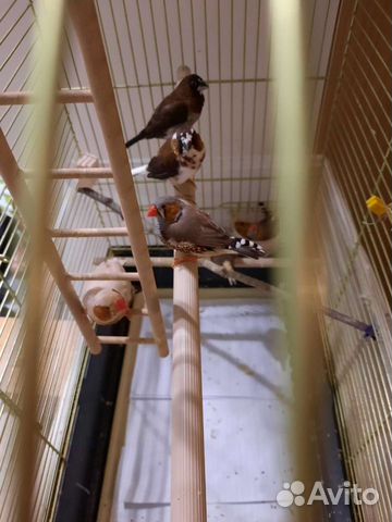 Амадины зебровые и японские