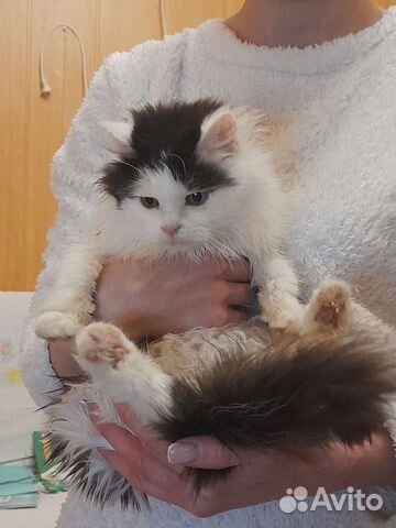 Отдам котят