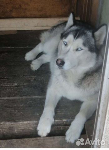 Собаки бесплатно в добрые руки