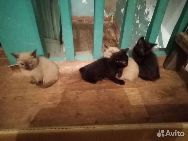 Котенок девочка тайская в добрые руки
