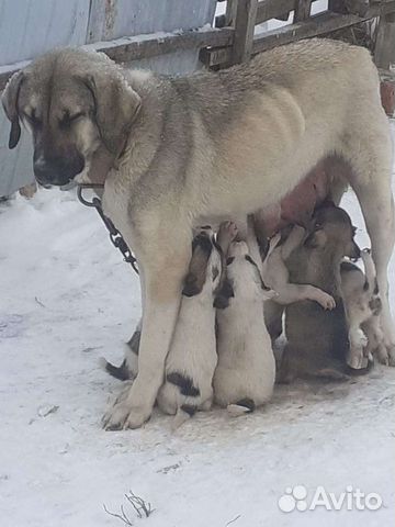 Собаки щенки