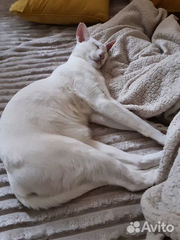 Отдам кота ориентал