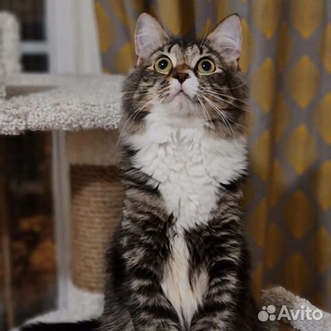 Кошка в дар