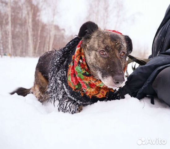 Собака 5 лет забивалась в угол клетки, сейчас стал
