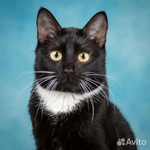 Чёрный котенок Атос. Дите дитем