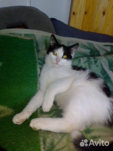 Котенок в добрые руки