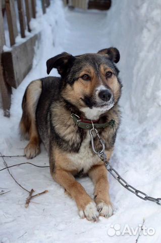 Собака Лола ищет хозяина. Отдадим в хорошие руки