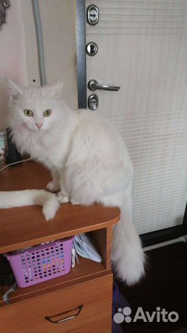 Замечательный умный кот