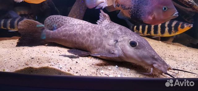 Сом жирафовый