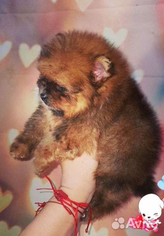 Микро персиковая малышка померанского шпица медвеж
