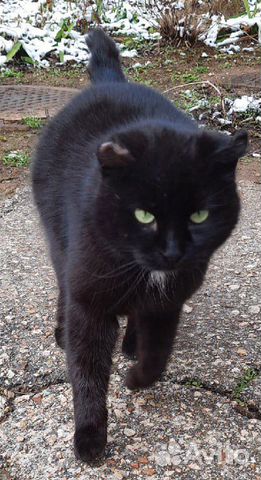 Черная кошечка-брошенка
