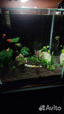 Тернеции glofish