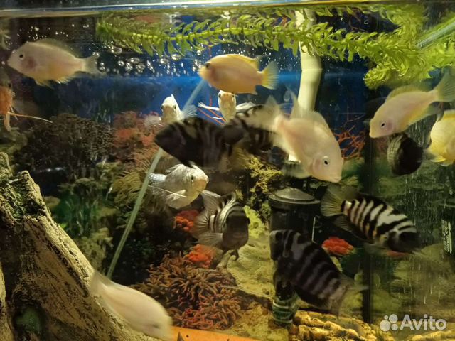 Цихлозомы, гурами