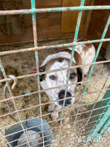 Собака Фиона