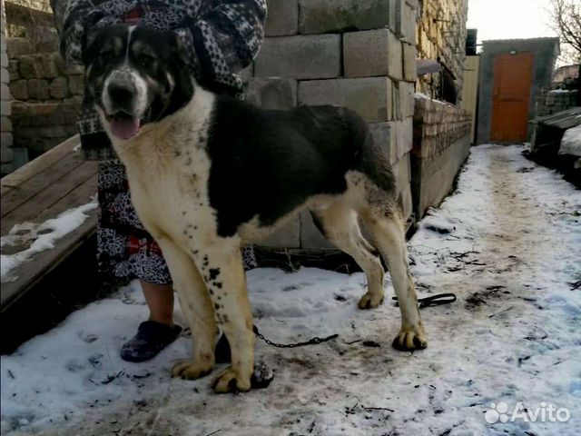 Собака алабай