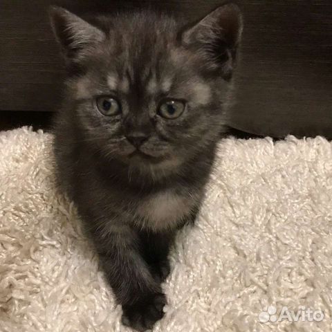 Шотландские прямоухие котята
