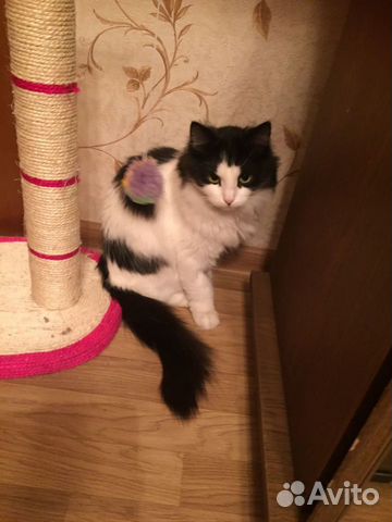 Ласковая преласковая кошечка