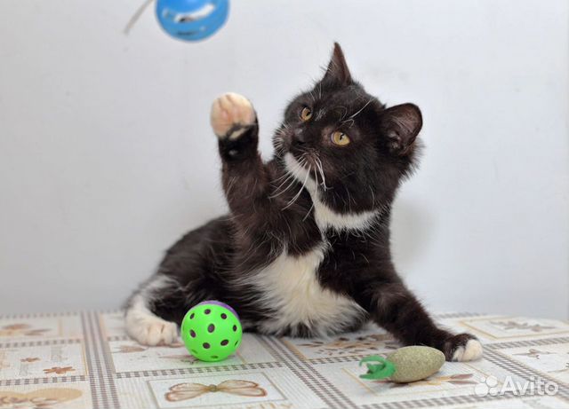 Котёнок лордик, 3 мес., черный, привит