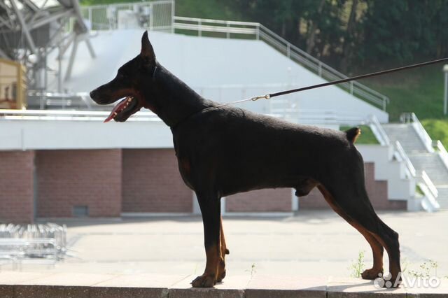 Кобель добермана для вязки