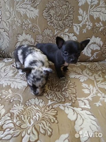 Чихуахуа щенки