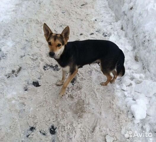 Собака в добрые руки