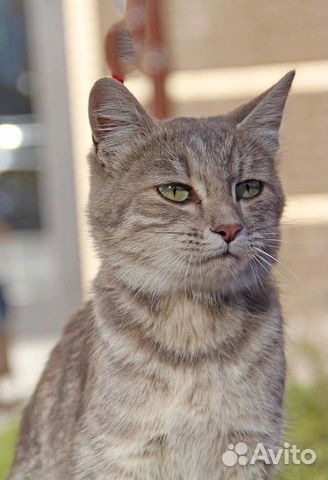 Кошка Малышка ищет хозяина. Отдадим в хорошие руки