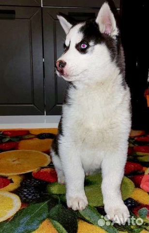 Сибирский хаски