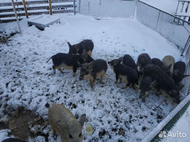 Венгерская мангалица