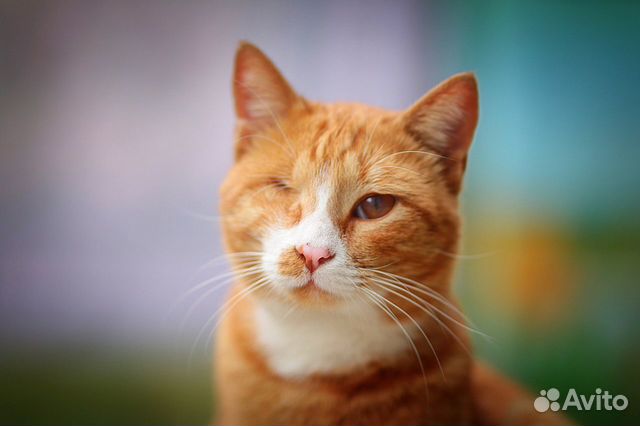 Особенный кот Рыжик